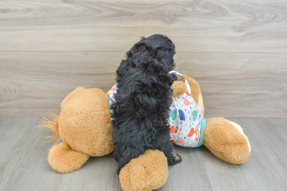 Cute Havapoo Haviar: 3lb 14oz Doodle Puppy