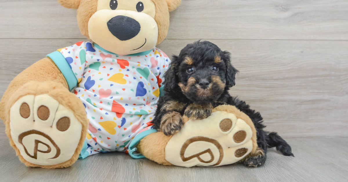 Cute Havapoo Haviar: 3lb 14oz Doodle Puppy