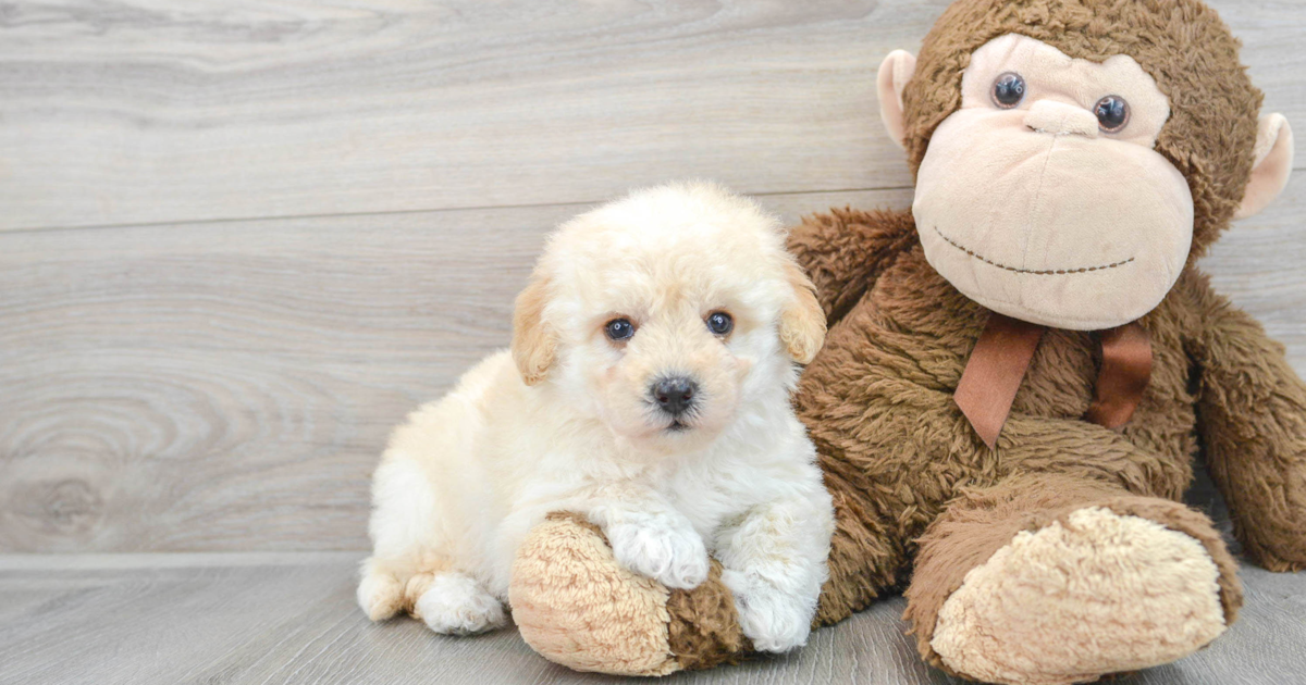 Playful Havapoo Hermosa: 4lb 9oz Doodle Puppy