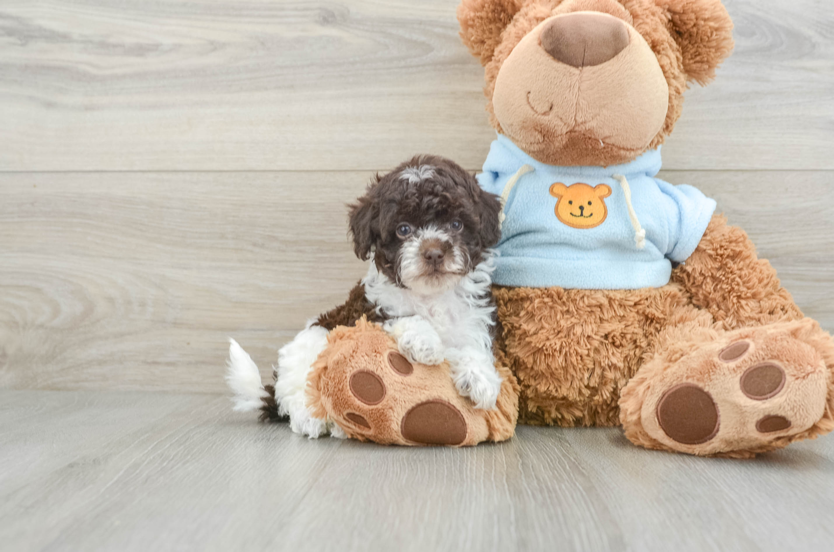 Havapoo Puppies for Sale | Exclusive Designer Puppies