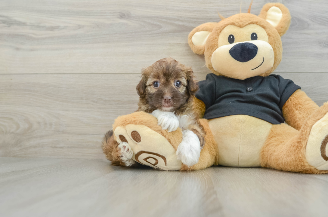Havapoo Puppies for Sale | Exclusive Designer Puppies