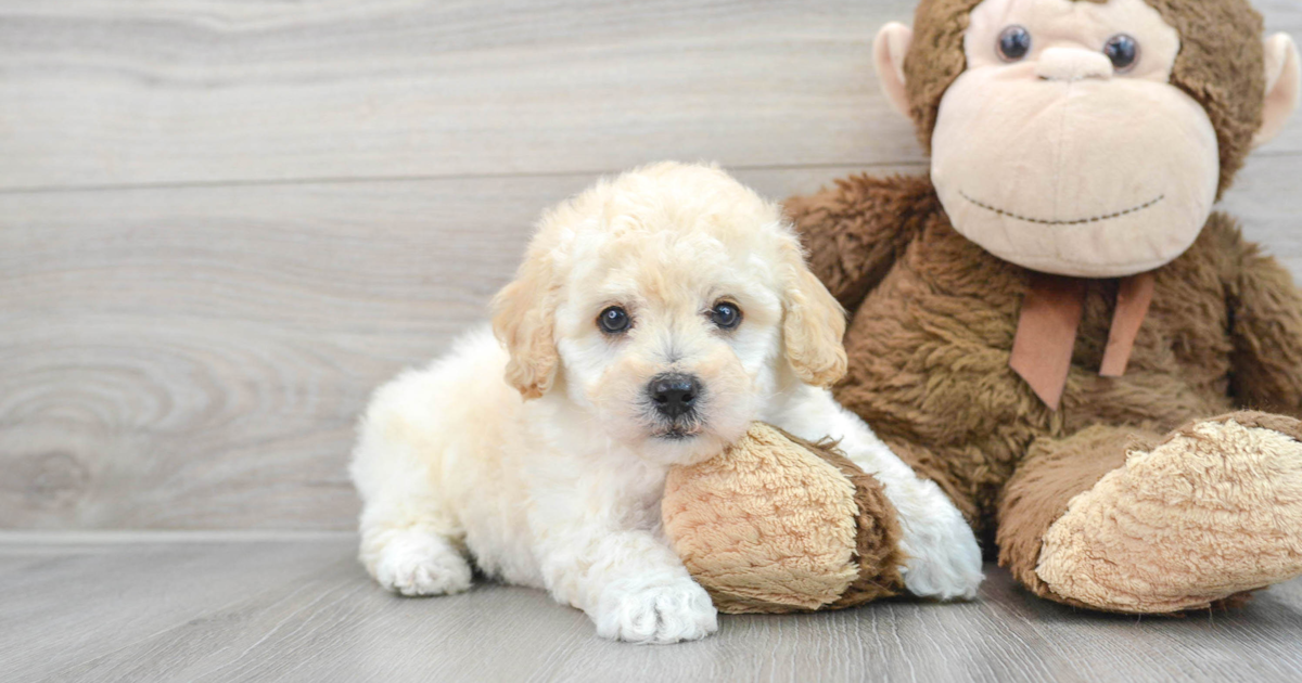 Petite Havapoo Huggie: 4lb 4oz Doodle Puppy