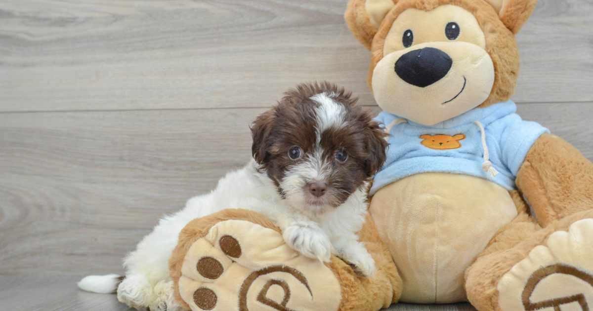 Popular Havapoo Huggie: 3lb 7oz Doodle Puppy