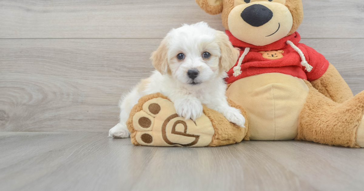 Cute Havapoo Huggie: 4lb 8oz Doodle Puppy