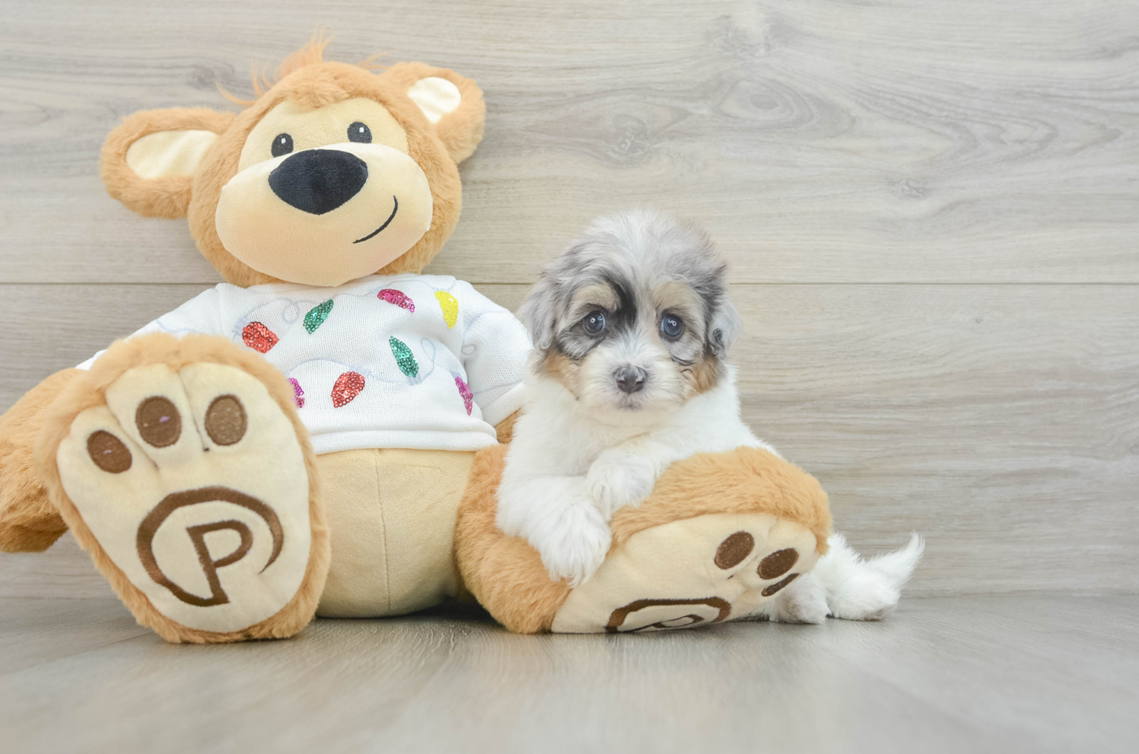 Havapoo Puppies for Sale | Exclusive Designer Puppies