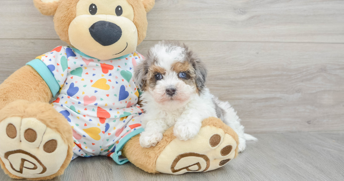 Petite Havapoo Huggie: 3lb 8oz Doodle Puppy