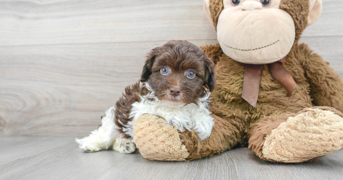 Friendly Havapoo Huggie: 2lb 8oz Doodle Puppy