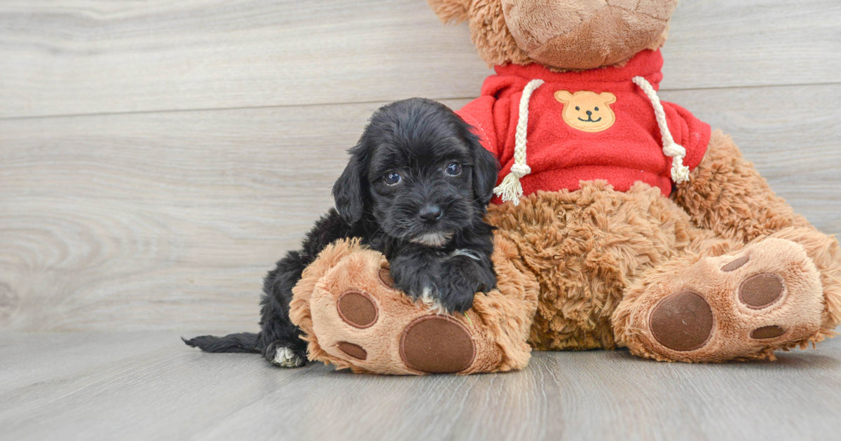 Cute Havapoo Java: 2lb 10oz Doodle Puppy