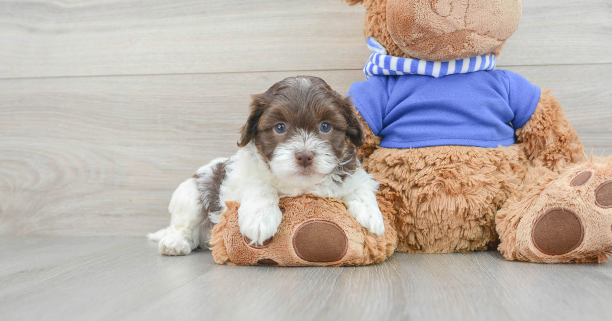 Petite Havapoo Java: 4lb 14oz Doodle Puppy