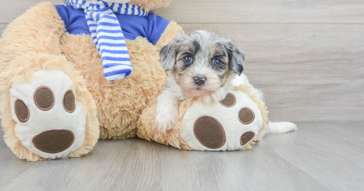 Fluffy Havapoo Java: 3lb 5oz Doodle Puppy