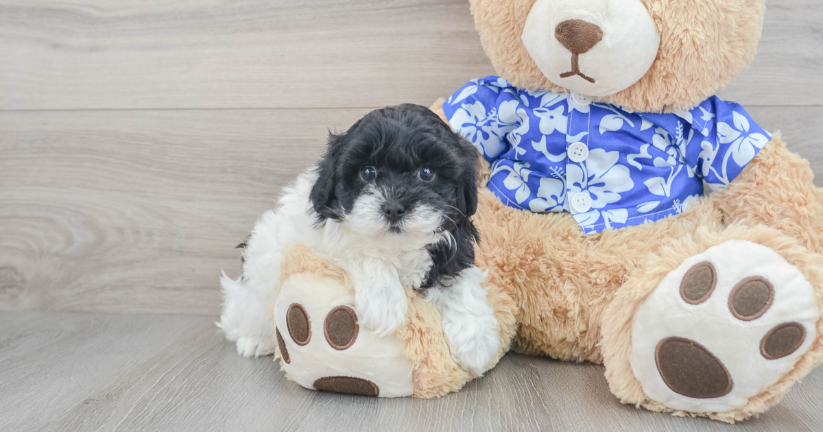 Little Havapoo Java: 4lb 7oz Doodle Puppy