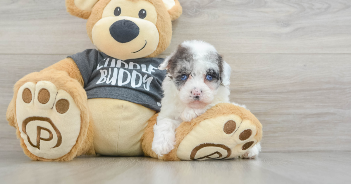 Playful Havapoo Java: 3lb 13oz Doodle Puppy