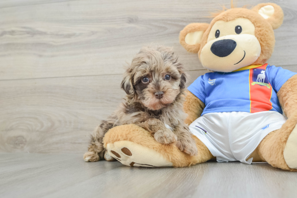 Smart Havapoo Java: 4lb 3oz Doodle Puppy