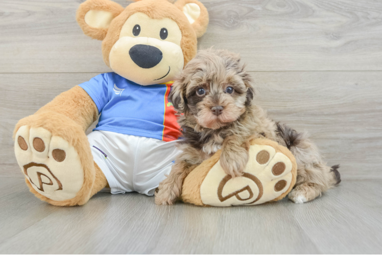 Smart Havapoo Java: 4lb 3oz Doodle Puppy