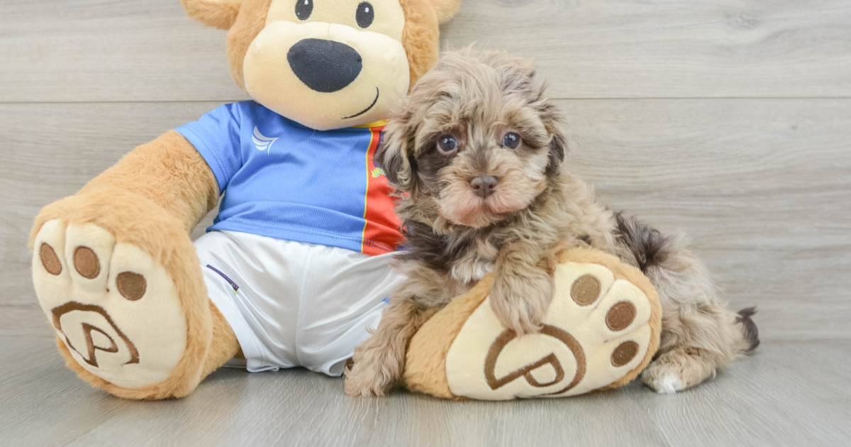 Smart Havapoo Java: 4lb 3oz Doodle Puppy