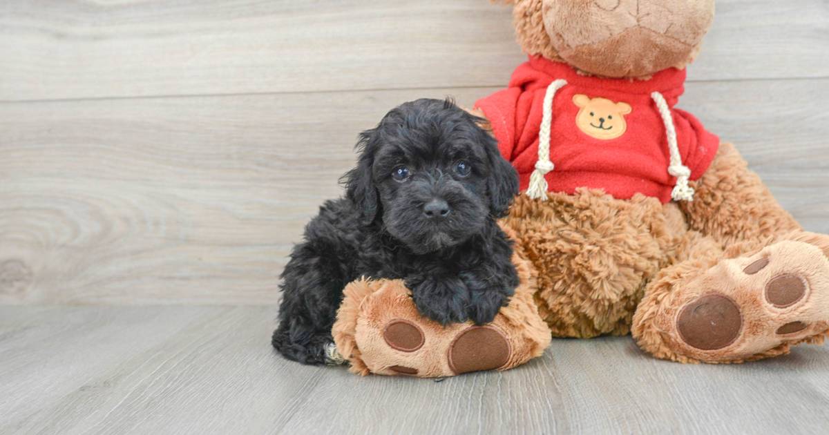 Cute Havapoo Jazz: 4lb 10oz Doodle Puppy