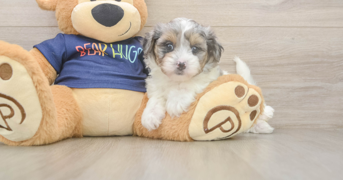 Fluffy Havapoo Jazz: 3lb 15oz Doodle Puppy