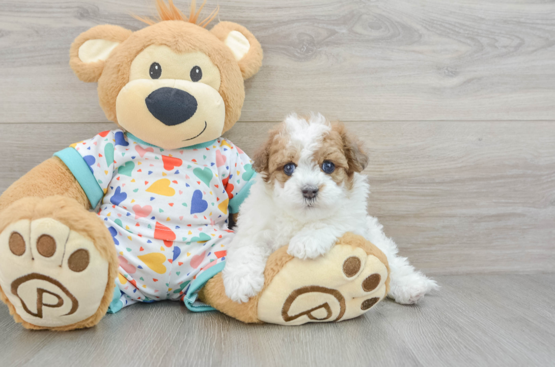 Havapoo Puppies for Sale | Exclusive Designer Puppies