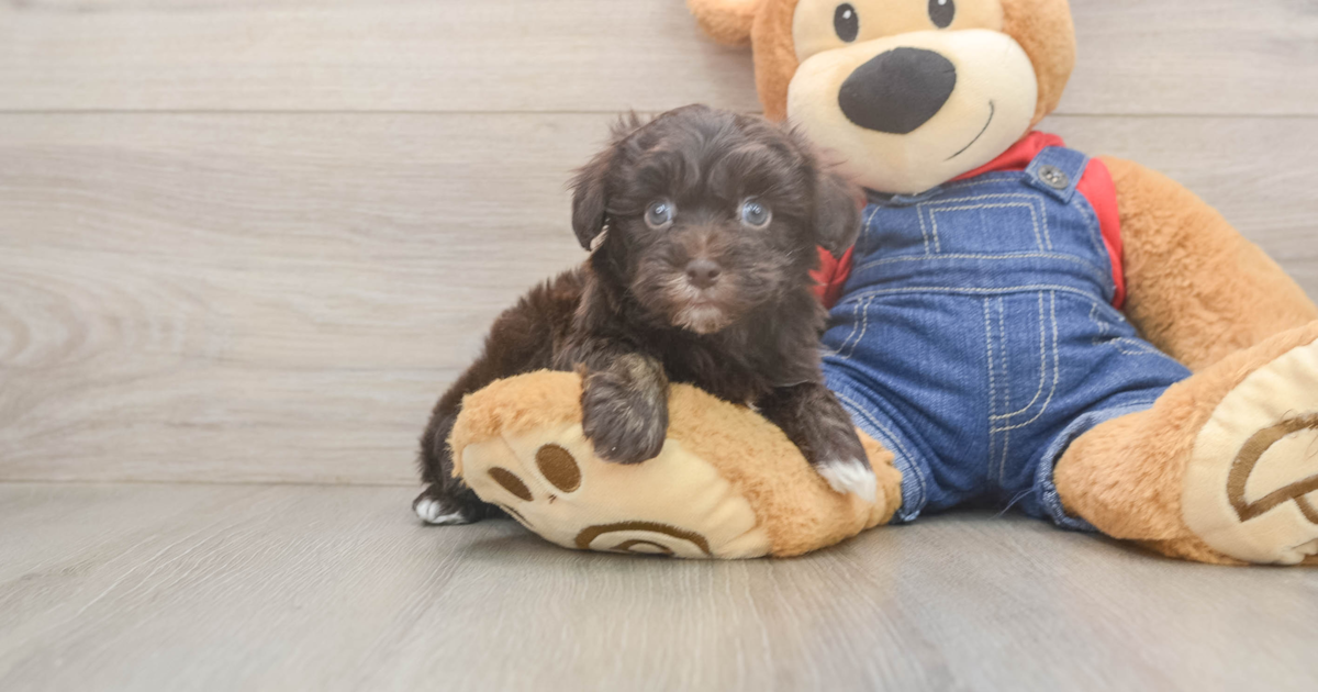 Popular Havapoo Kase: 2lb 13oz Doodle Puppy