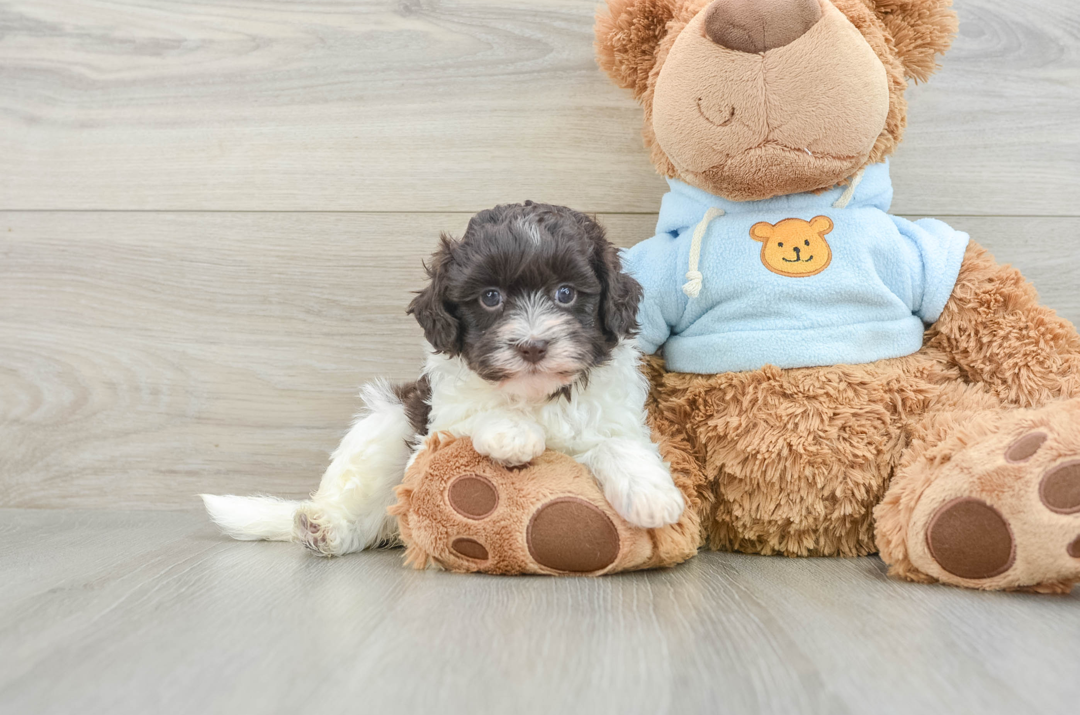 Havapoo Puppies for Sale | Exclusive Designer Puppies