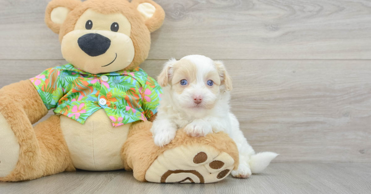 Cute Havapoo Katheryn: 2lb 13oz Doodle Puppy
