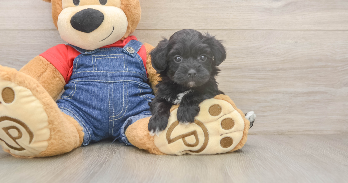 Playful Havapoo Kilmer: 2lb 10oz Doodle Puppy