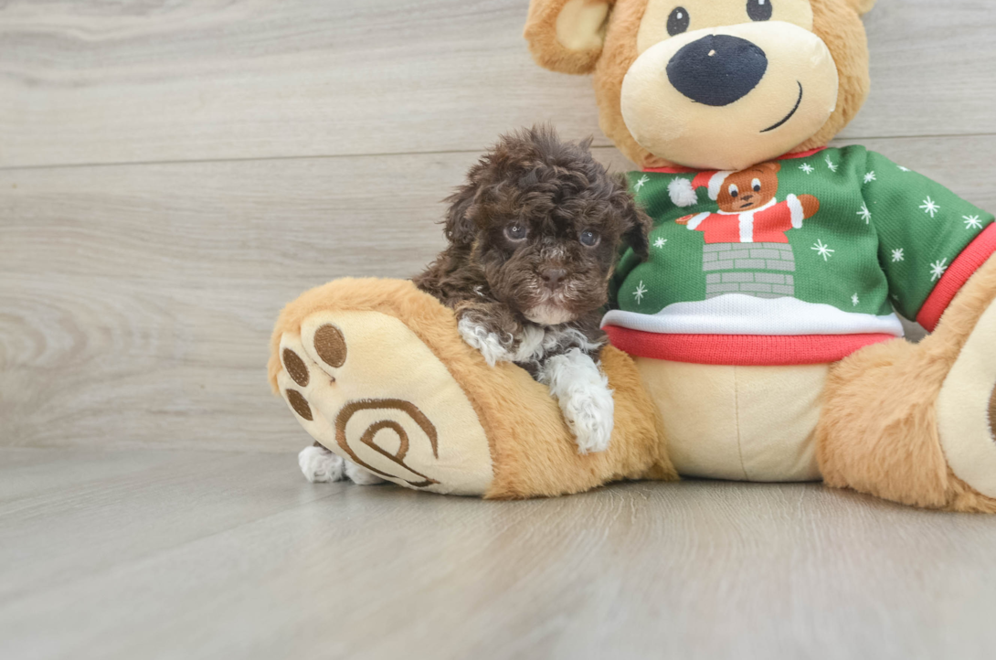 Havapoo Puppies for Sale | Exclusive Designer Puppies