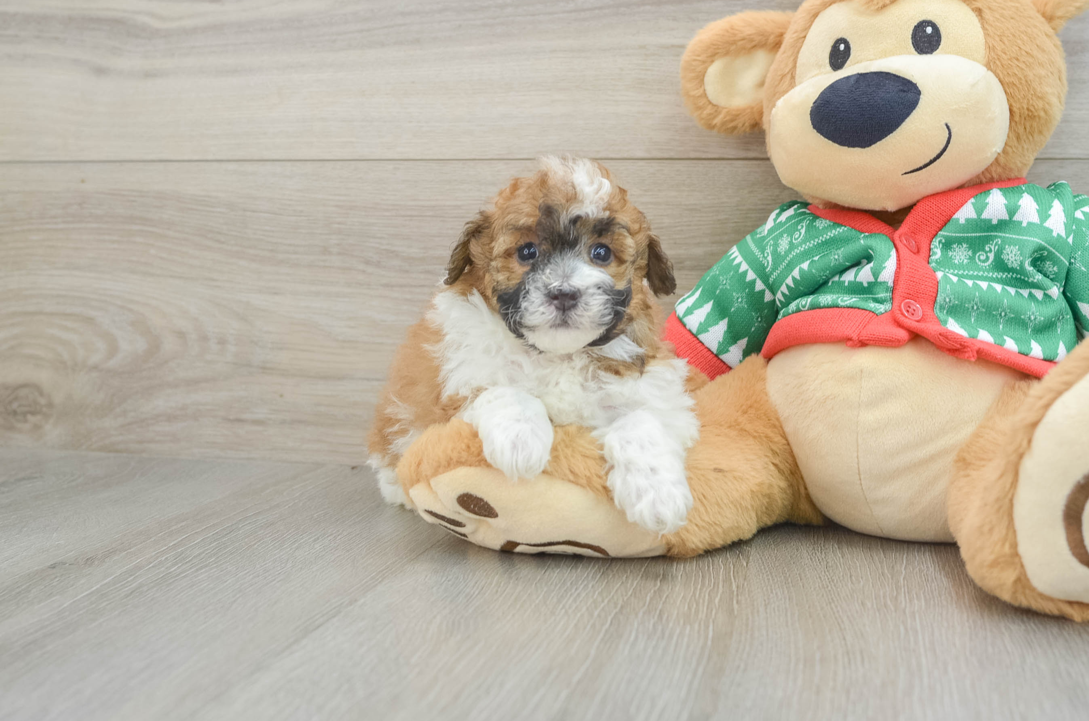 Havapoo Puppies for Sale | Exclusive Designer Puppies