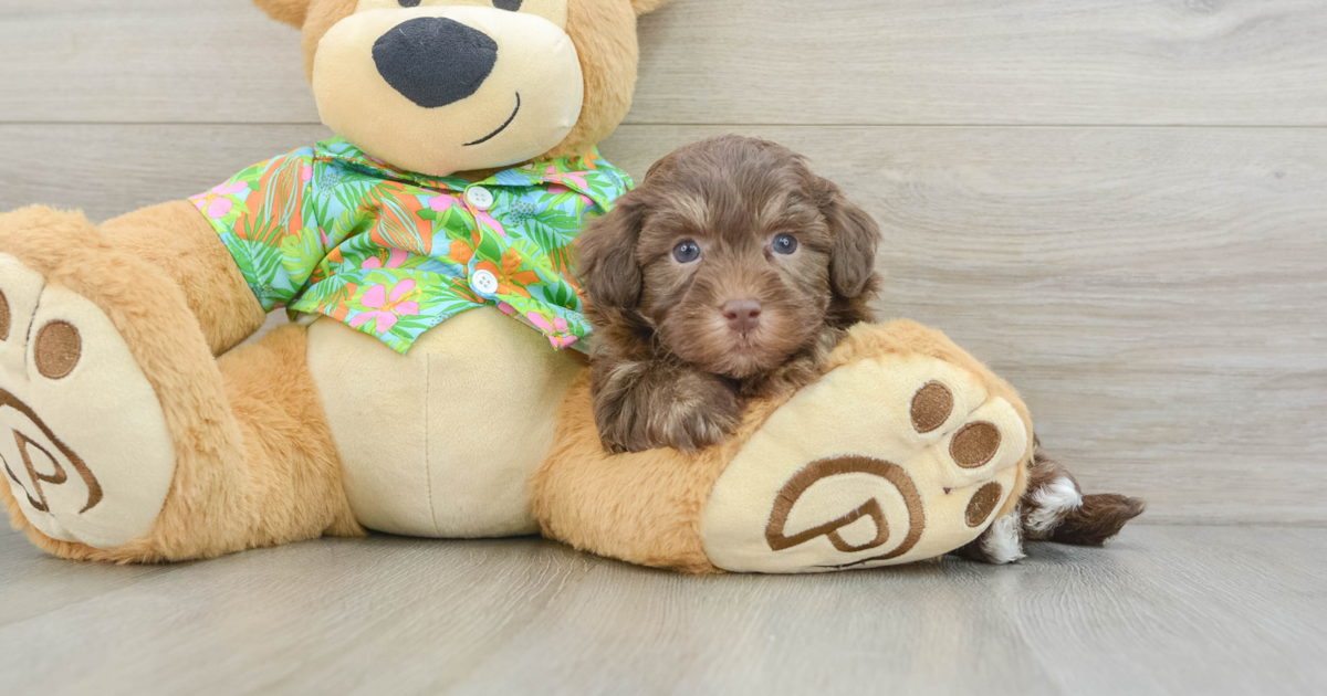 Funny Havapoo Lark: 4lb 3oz Doodle Puppy