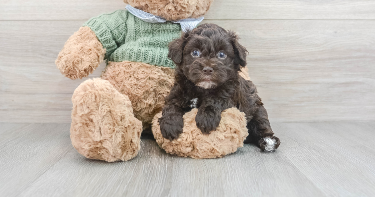 Popular Havapoo Lon: 3lb 9oz Doodle Puppy
