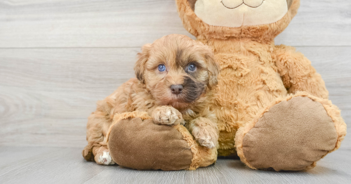 Friendly Havapoo Loreto: 4lb 4oz Doodle Puppy