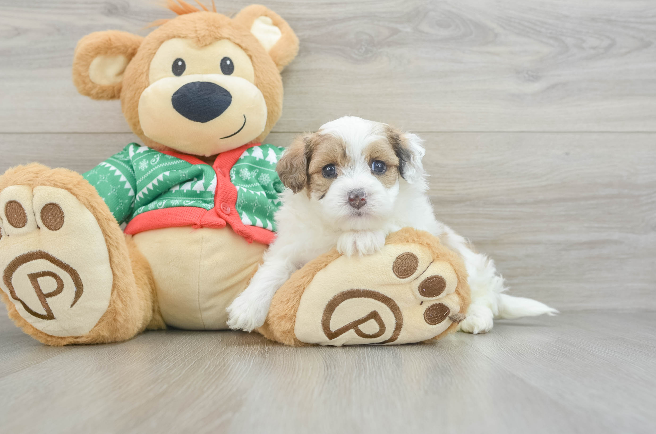 Havapoo Puppies for Sale | Exclusive Designer Puppies