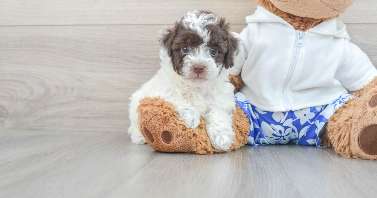 Friendly Havapoo Mario: 3lb 13oz Doodle Puppy