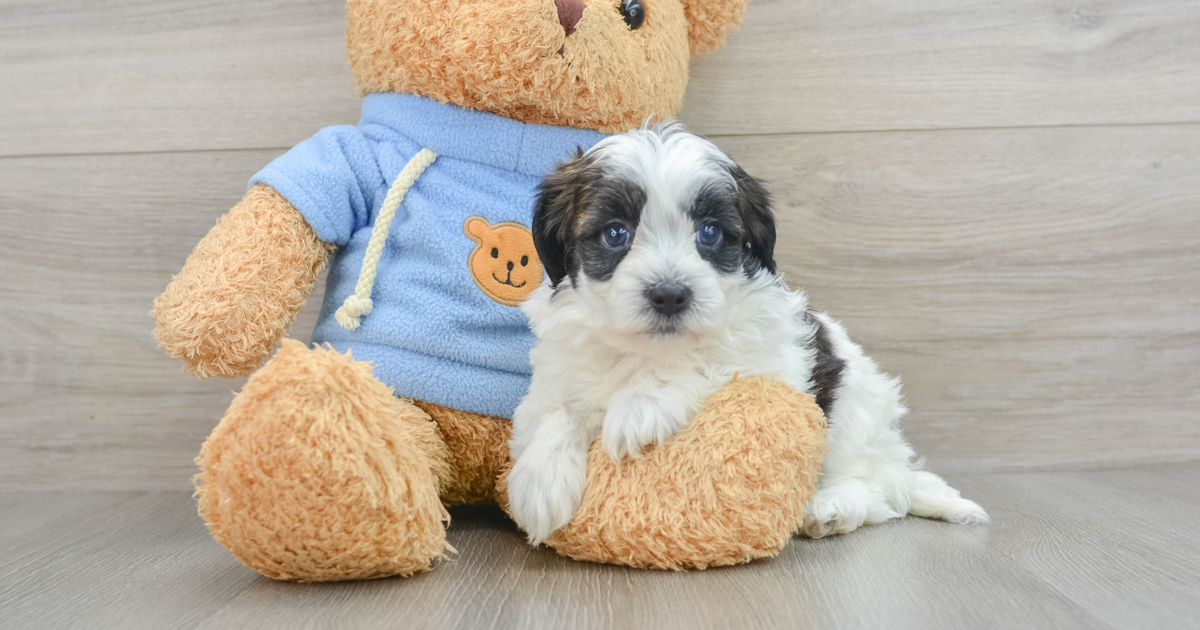 Popular Havapoo Mario: 3lb 13oz Doodle Puppy