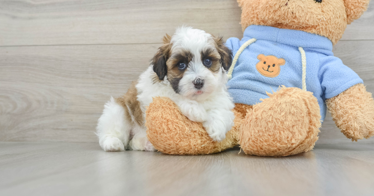 Funny Havapoo Mario: 3lb 15oz Doodle Puppy