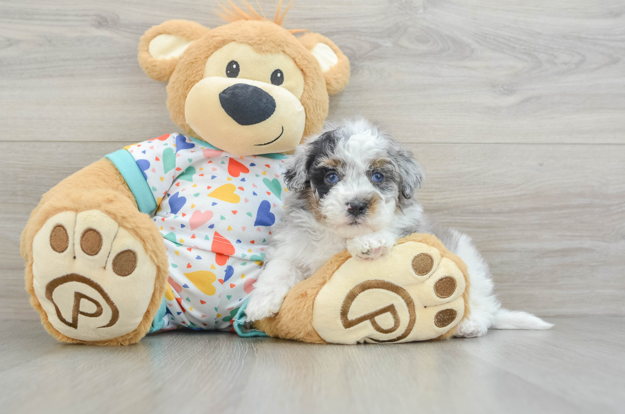 Havapoo Puppies for Sale | Exclusive Designer Puppies