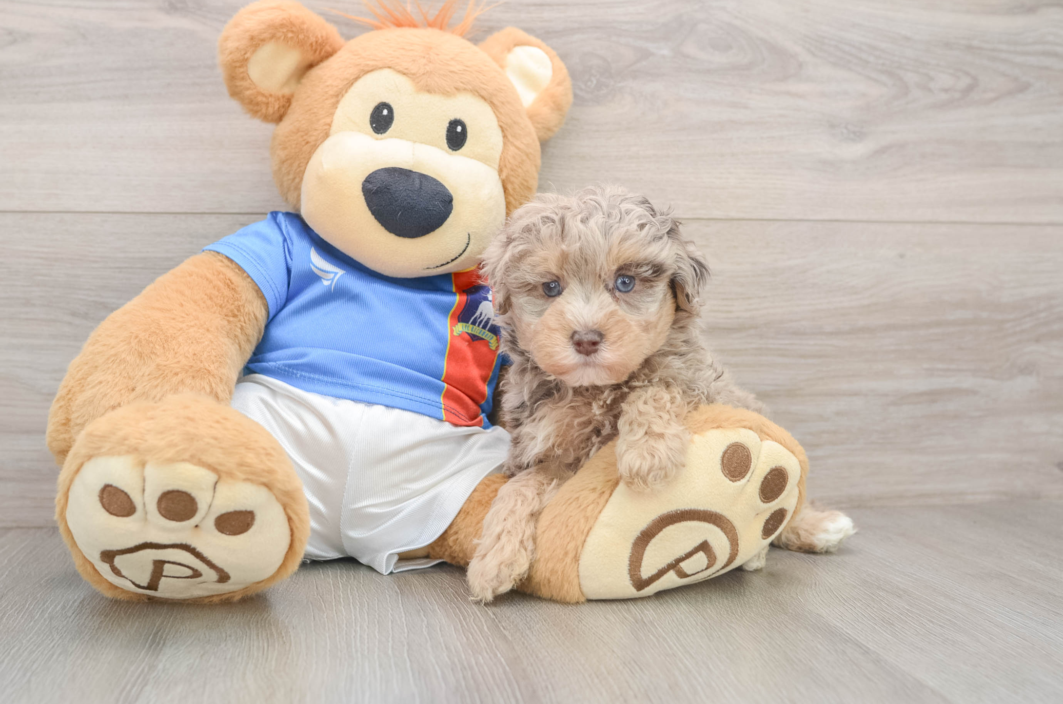 Havapoo Puppies for Sale | Exclusive Designer Puppies