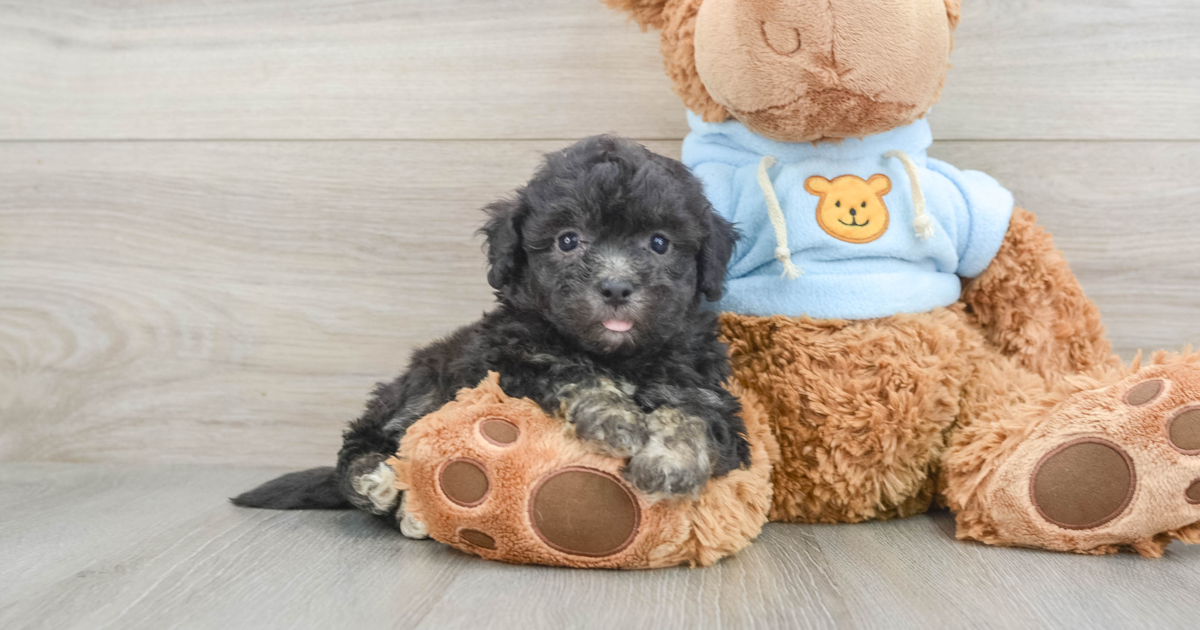 Popular Havapoo Ninja: 3lb 9oz Doodle Puppy