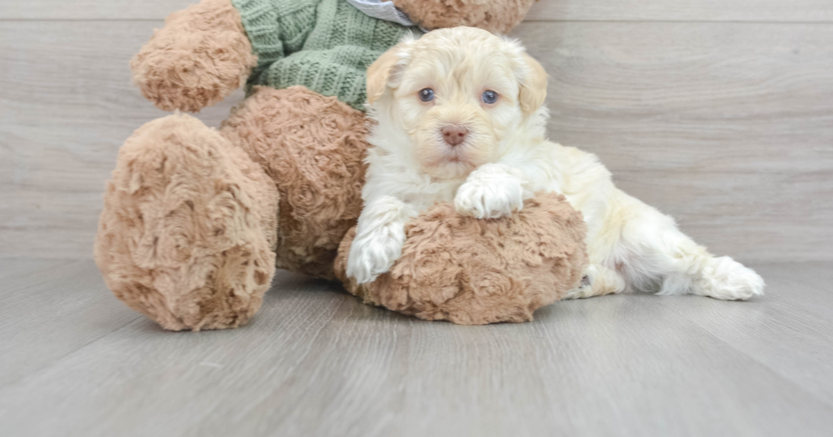 Popular Havapoo Obi: 3lb 10oz Doodle Puppy