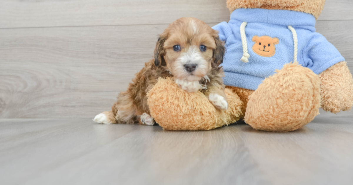 Little Havapoo Obi: 4lb 8oz Doodle Puppy