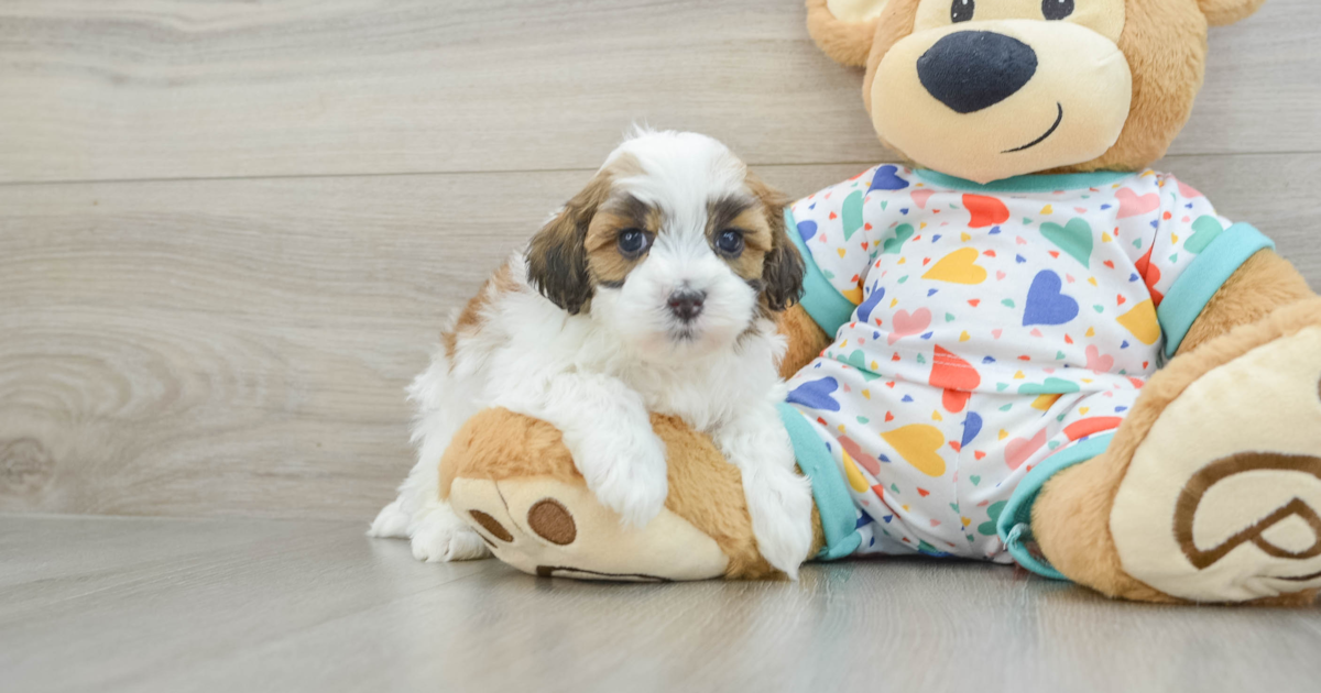 Small Havapoo Obi: 3lb 3oz Doodle Puppy