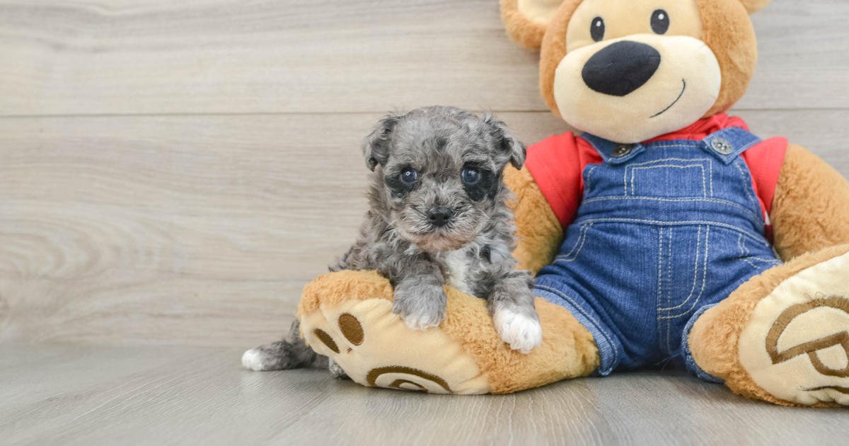 Small Havapoo Obi: 2lb 10oz Doodle Puppy