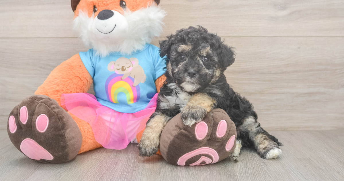 Petite Havapoo Obi: 3lb 15oz Doodle Puppy