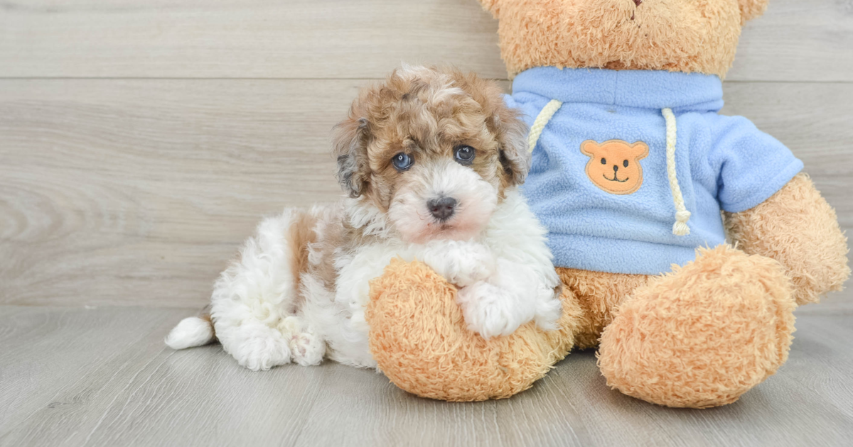 Friendly Havapoo Omni: 5lb 3oz Doodle Puppy