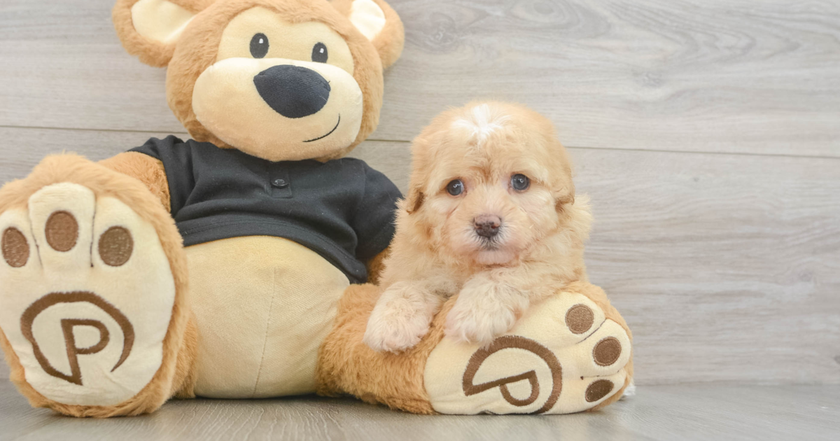 Cute Havapoo Omni: 3lb 14oz Doodle Puppy