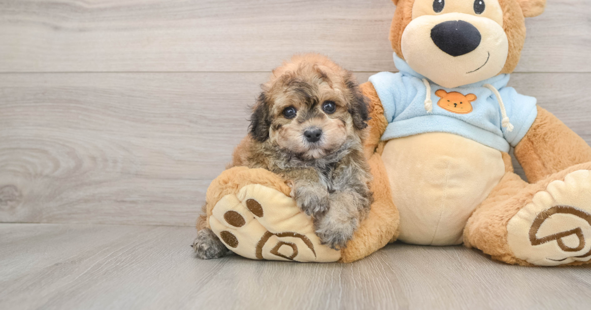 Adorable Havapoo Omni: 4lb 1oz Doodle Puppy