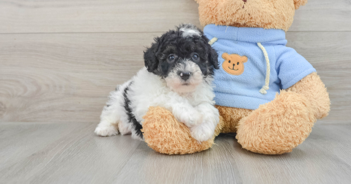 Cute Havapoo Paco: 5lb 8oz Doodle Puppy