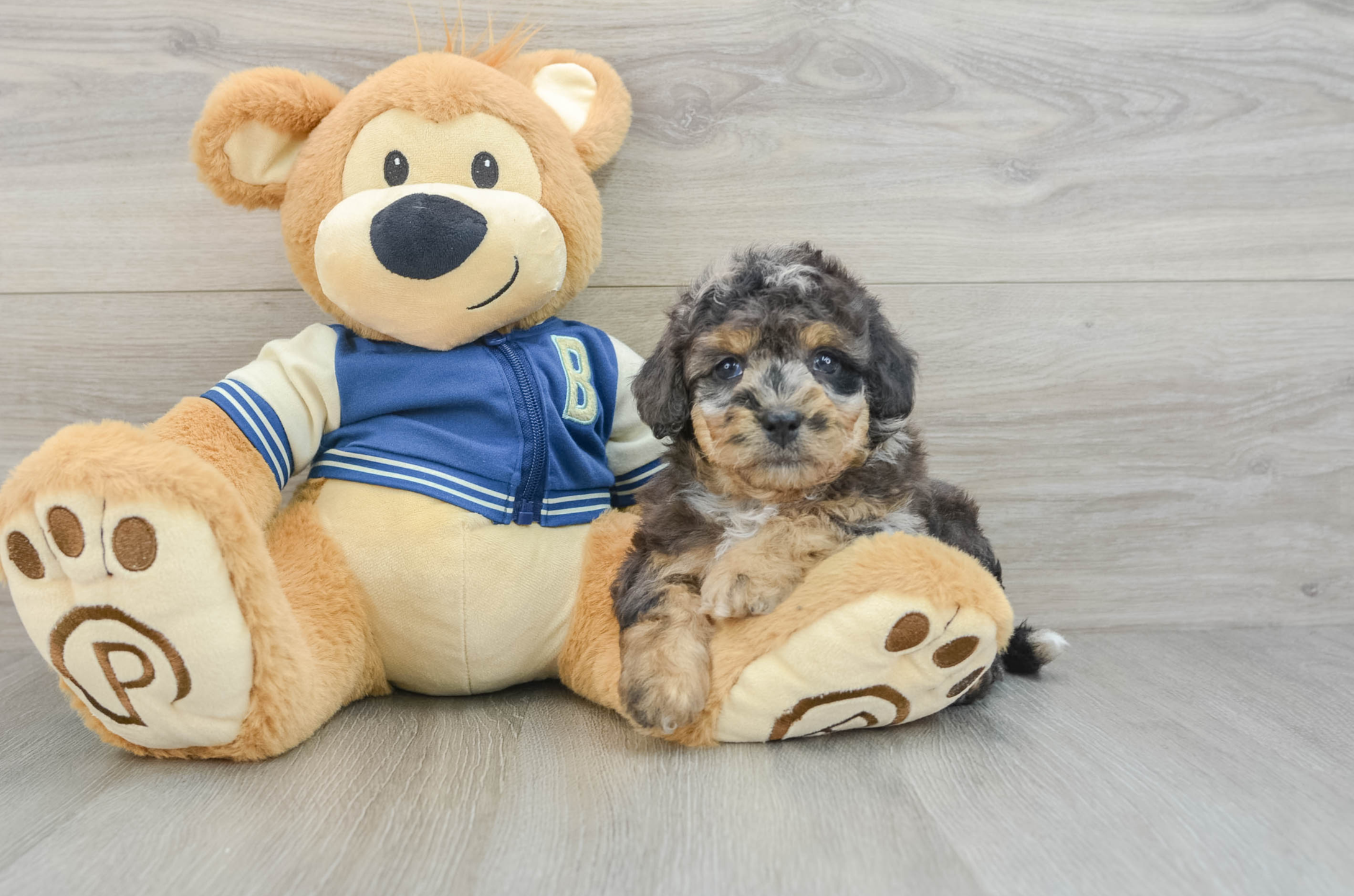 Havapoo Puppies for Sale | Exclusive Designer Puppies