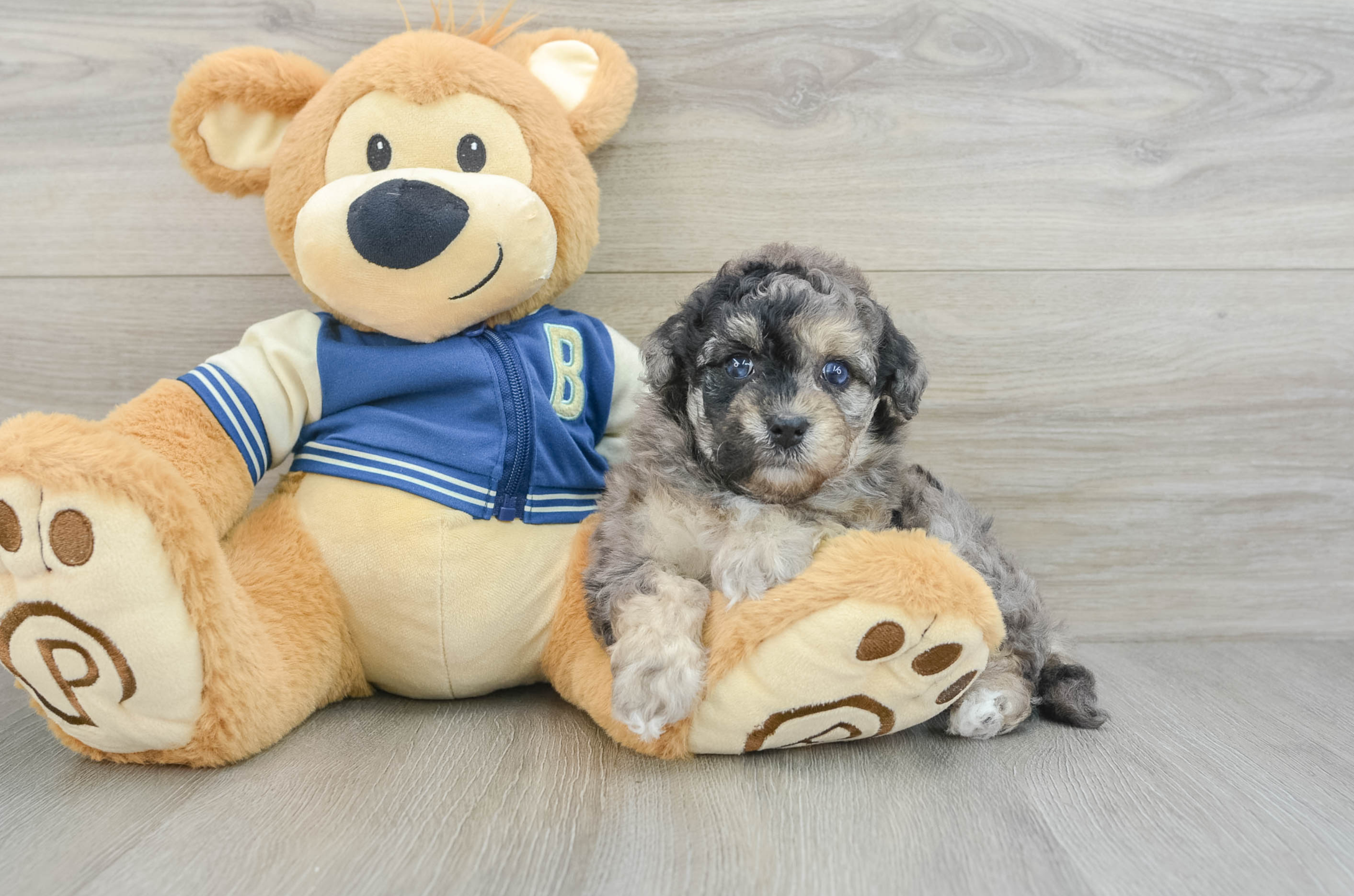 Havapoo Puppies for Sale | Exclusive Designer Puppies