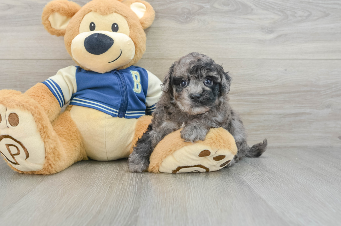 Havapoo Puppies for Sale | Exclusive Designer Puppies